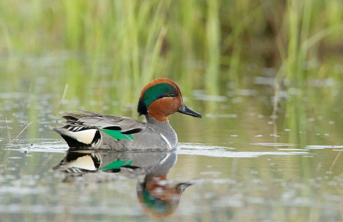Traveling seed on the wings of a teal – Hope Farm Organics